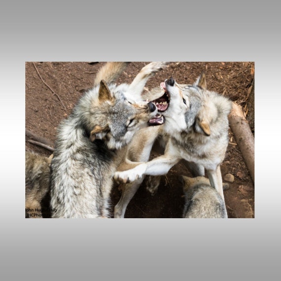 Fighting Wolf Drawings