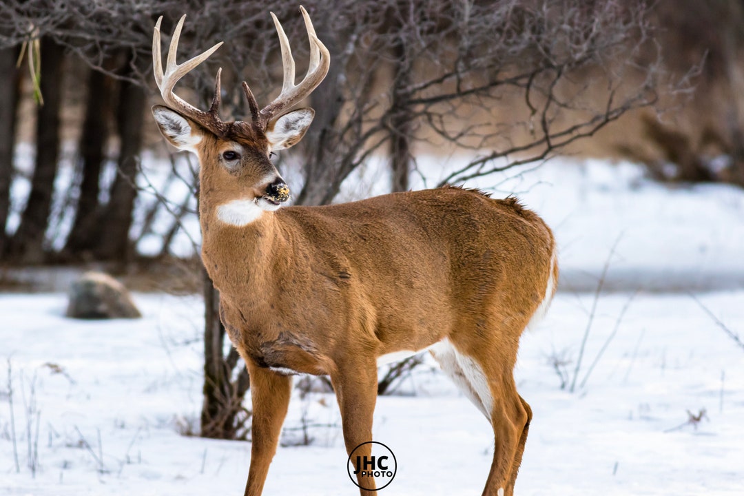 Buck Deer Print, Deer Wall Art, Stag Deer Print, Whitetail, Deer, Deer ...