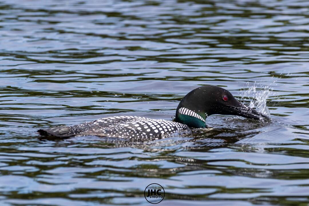 Common Loon Wall Art Print, Loon Art, Common Loon, Loon Gift, Loon ...