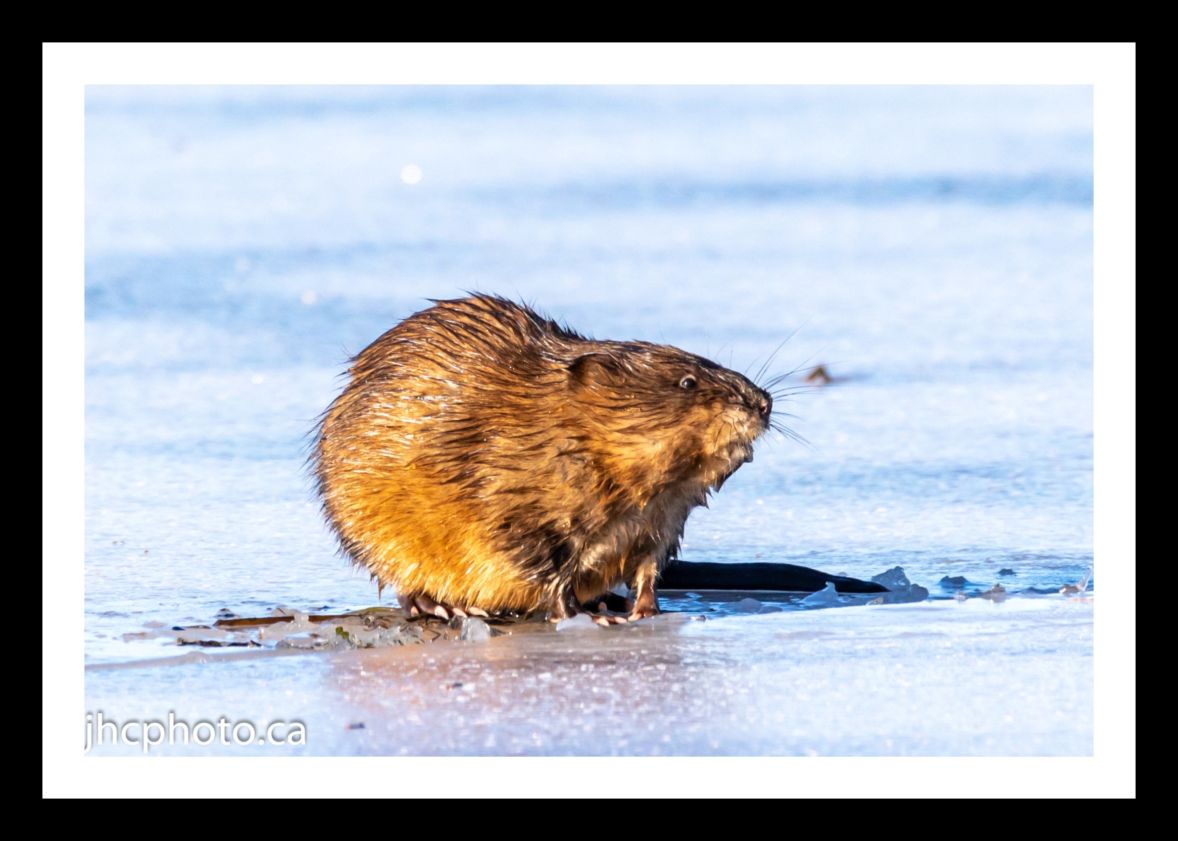 Muskrat, Muskrat Print, Muskrat Photo, Muskrat Picture - Wildlife Wall ...