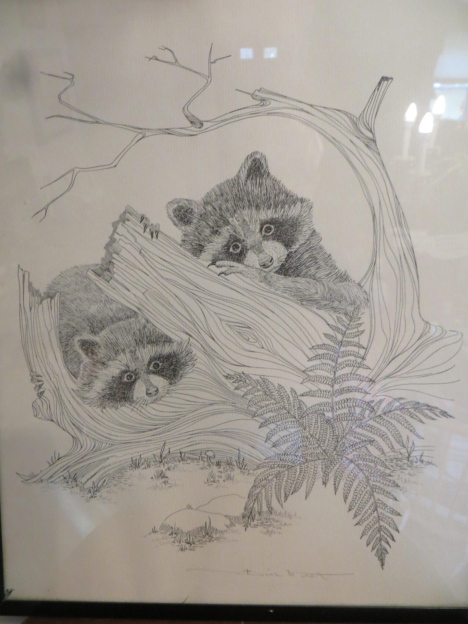 Bill Neat Raccoon Drawing Framed Forest Art 14 1/2 x 11 - Etsy