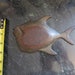 Vintage Cast Iron Japanese Fish Dish, Tray Ashtray Trinket, Cooking - Etsy