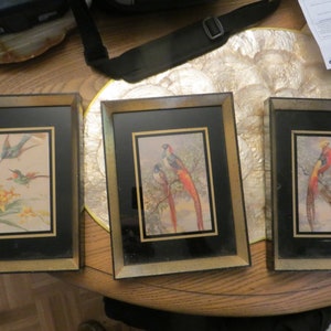 Bird Art, 3 Bird Pictures, Set, Imported From Switzerland - Etsy