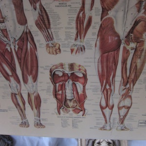 1947 & 80s Peter Bachin Anatomical Chart Co Muscular System Anatomy of ...