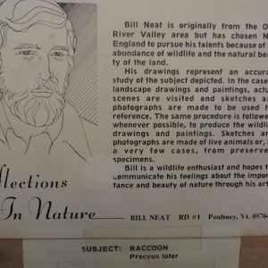Bill Neat Raccoon Drawing Framed Forest Art 14 1/2 "x 11 1/2" - Etsy
