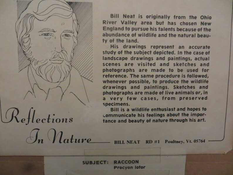 Bill Neat Raccoon Drawing Framed Forest Art 14 1/2 x 11 - Etsy