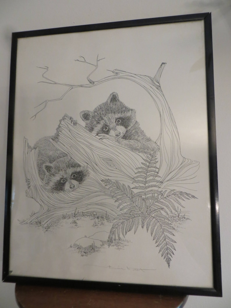Bill Neat Raccoon Drawing Framed Forest Art 14 1/2 x 11 - Etsy