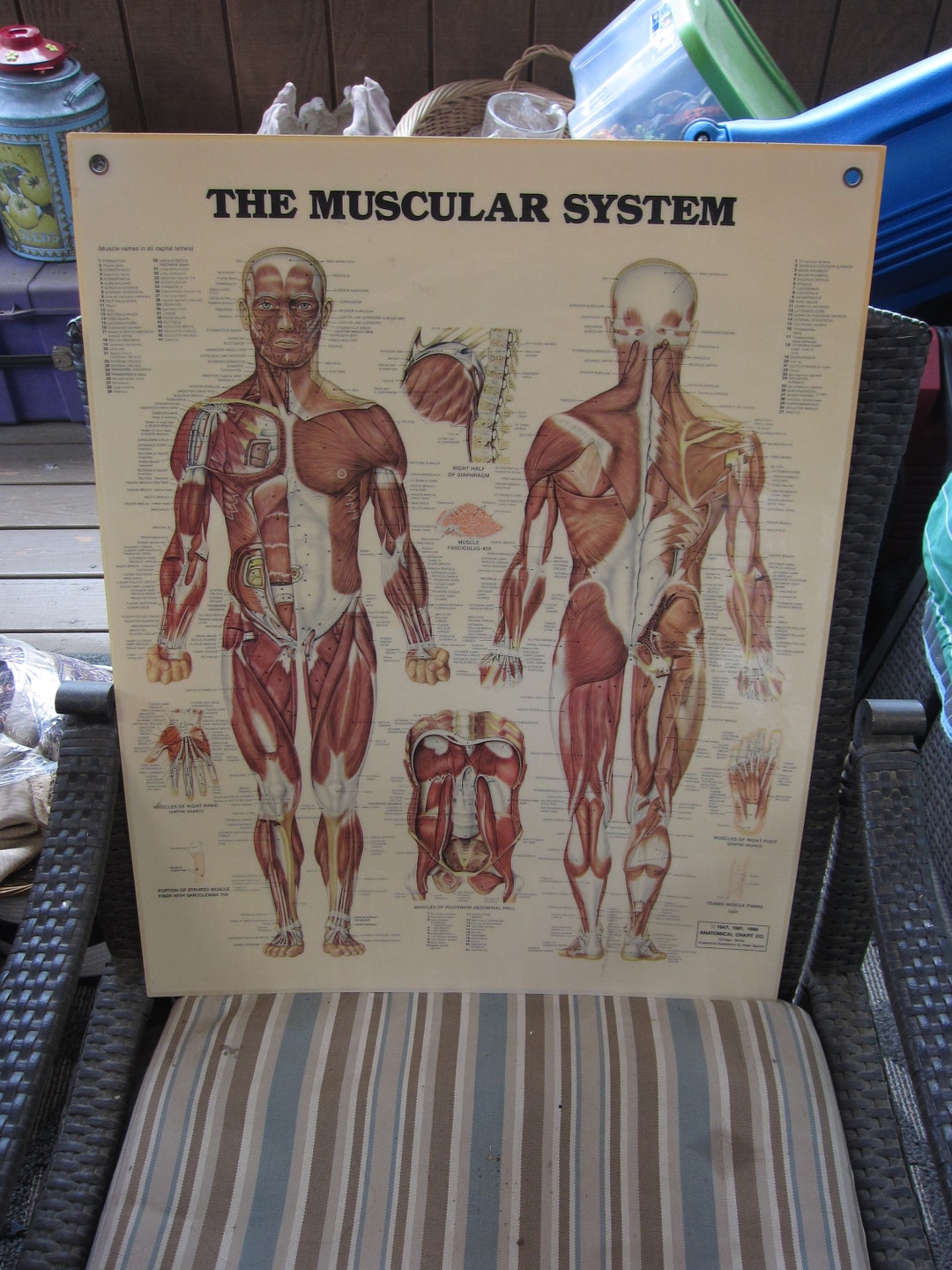 1947 & 80s Peter Bachin Anatomical Chart Co Muscular System Anatomy of ...