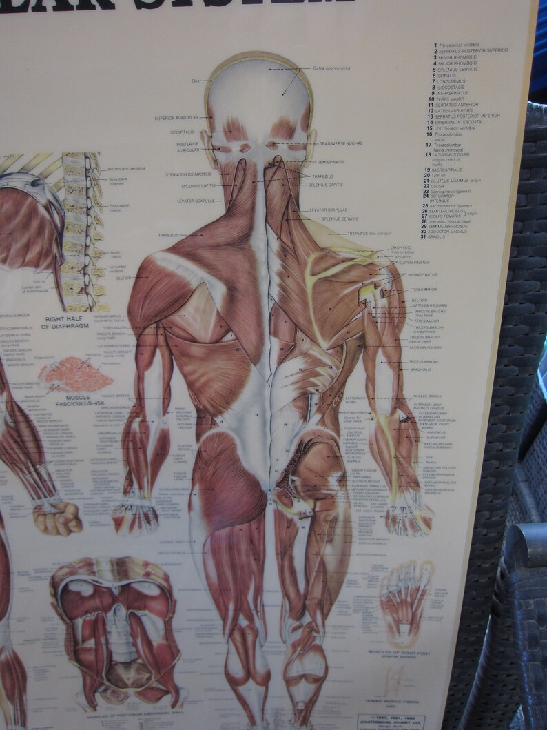 1947 & 80s Peter Bachin Anatomical Chart Co Muscular System - Etsy