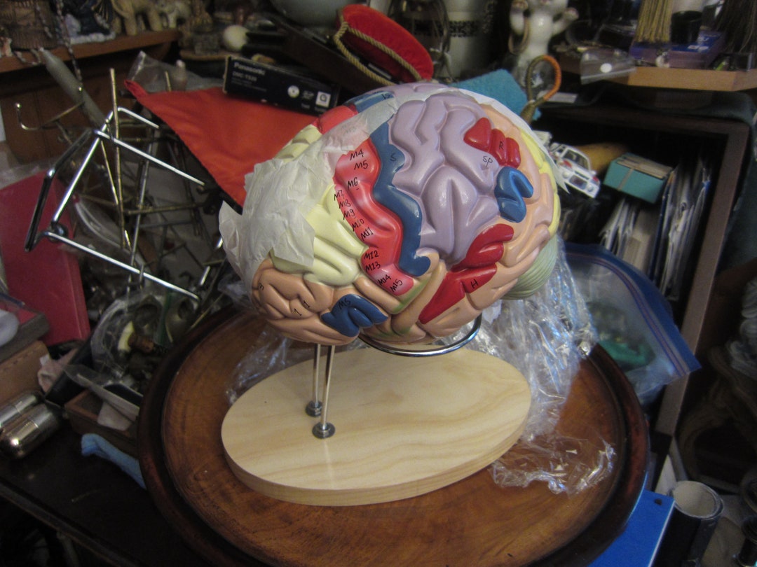 Multi Piece Human Brain Model With Stand - Etsy