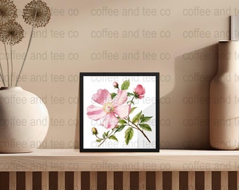 Iowa, Watercolor ACEO, State Flowers, Wild Prairie Rose, Rosa Arkansana ...