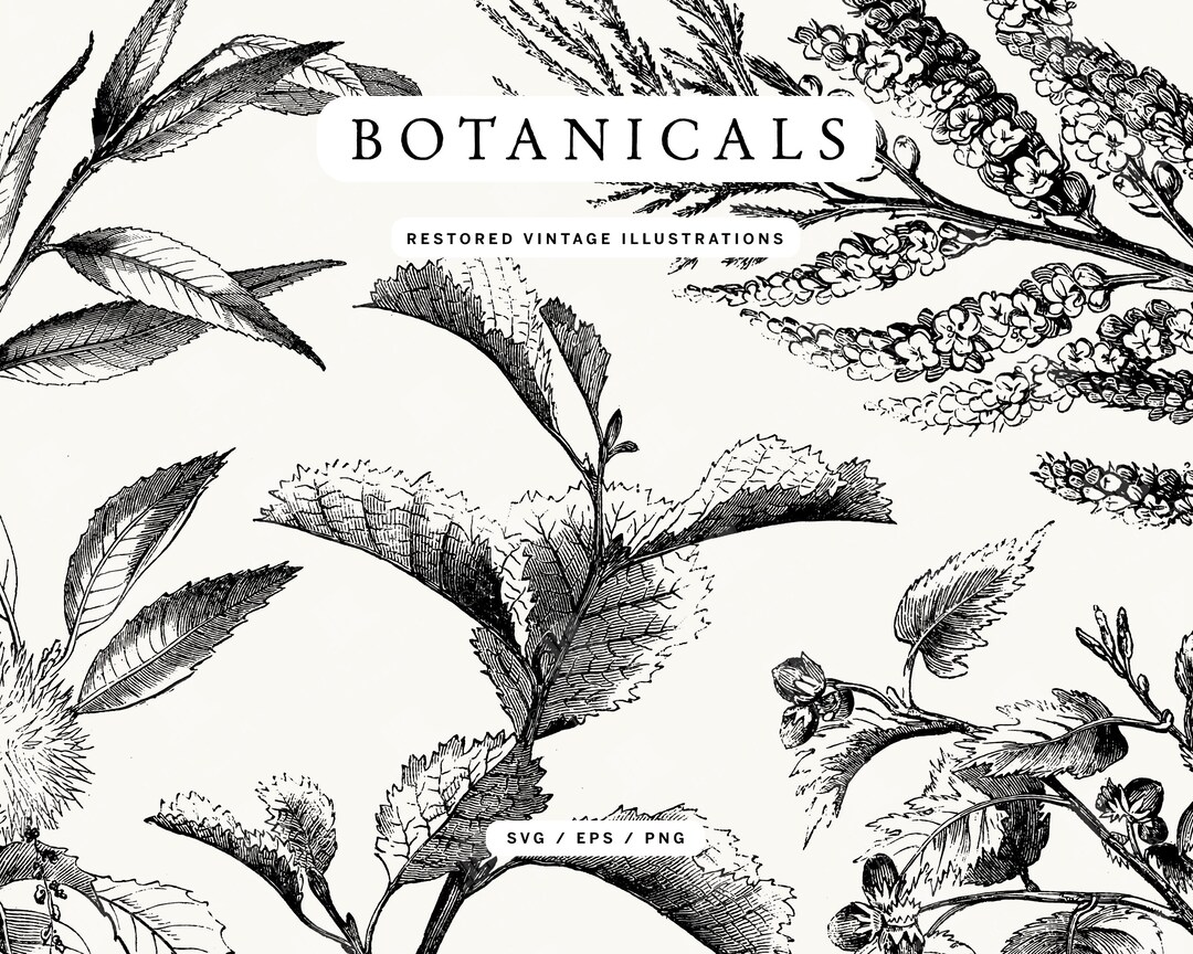 Tree Branch Line Art Illustrations: Vintage Botanical PNG, SVG, EPS ...