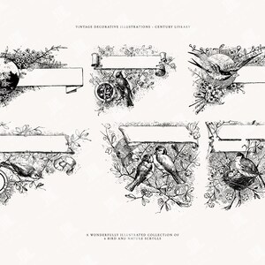 Vintage Nature Inspired Banners & Scroll Isolated Illustrations (PNG ...
