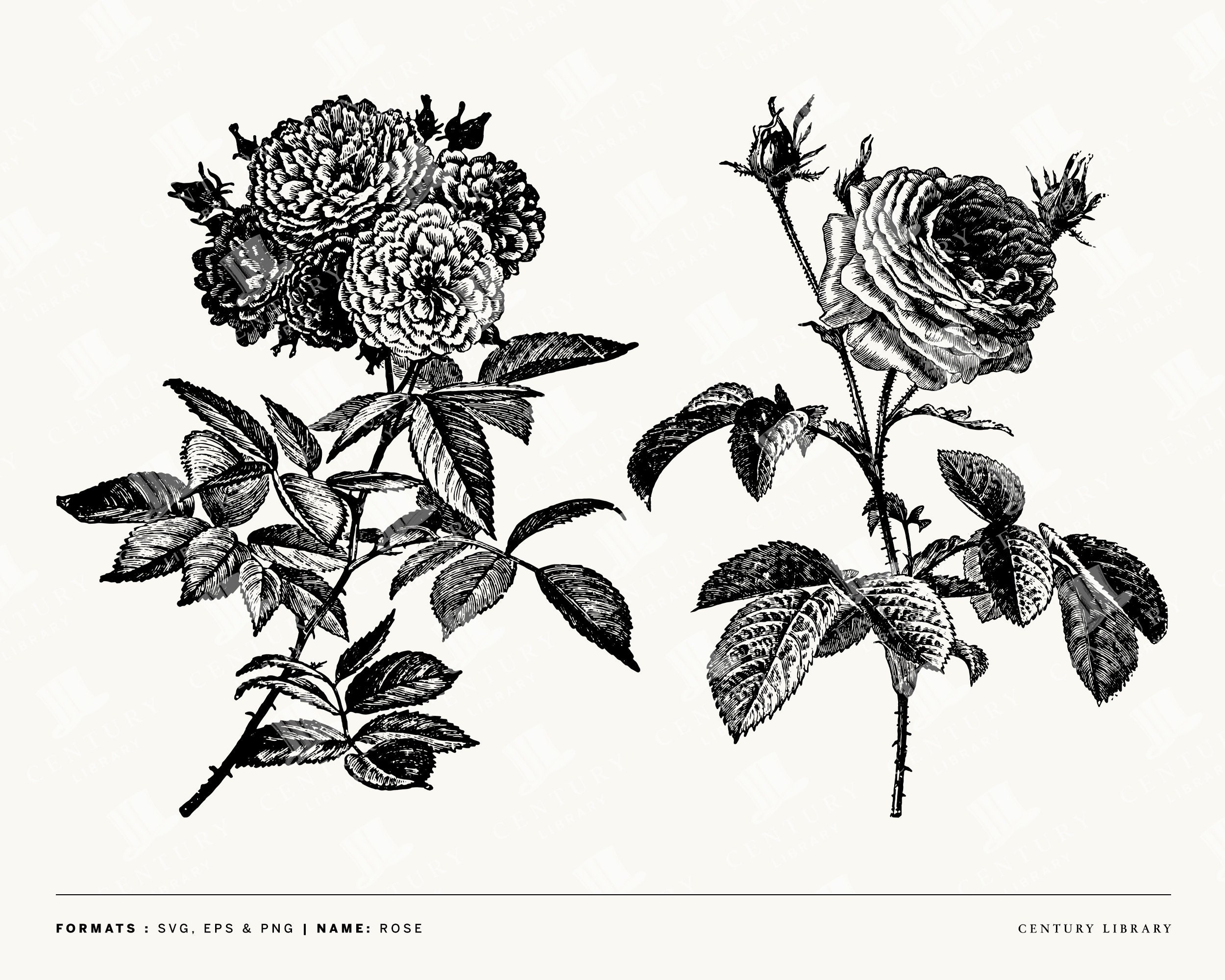 Vintage Rose SVG Line Art Illustrations Also Includes EPS and PNG ...
