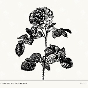 Vintage Rose SVG Line Art Illustrations - Also Includes EPS and PNG ...