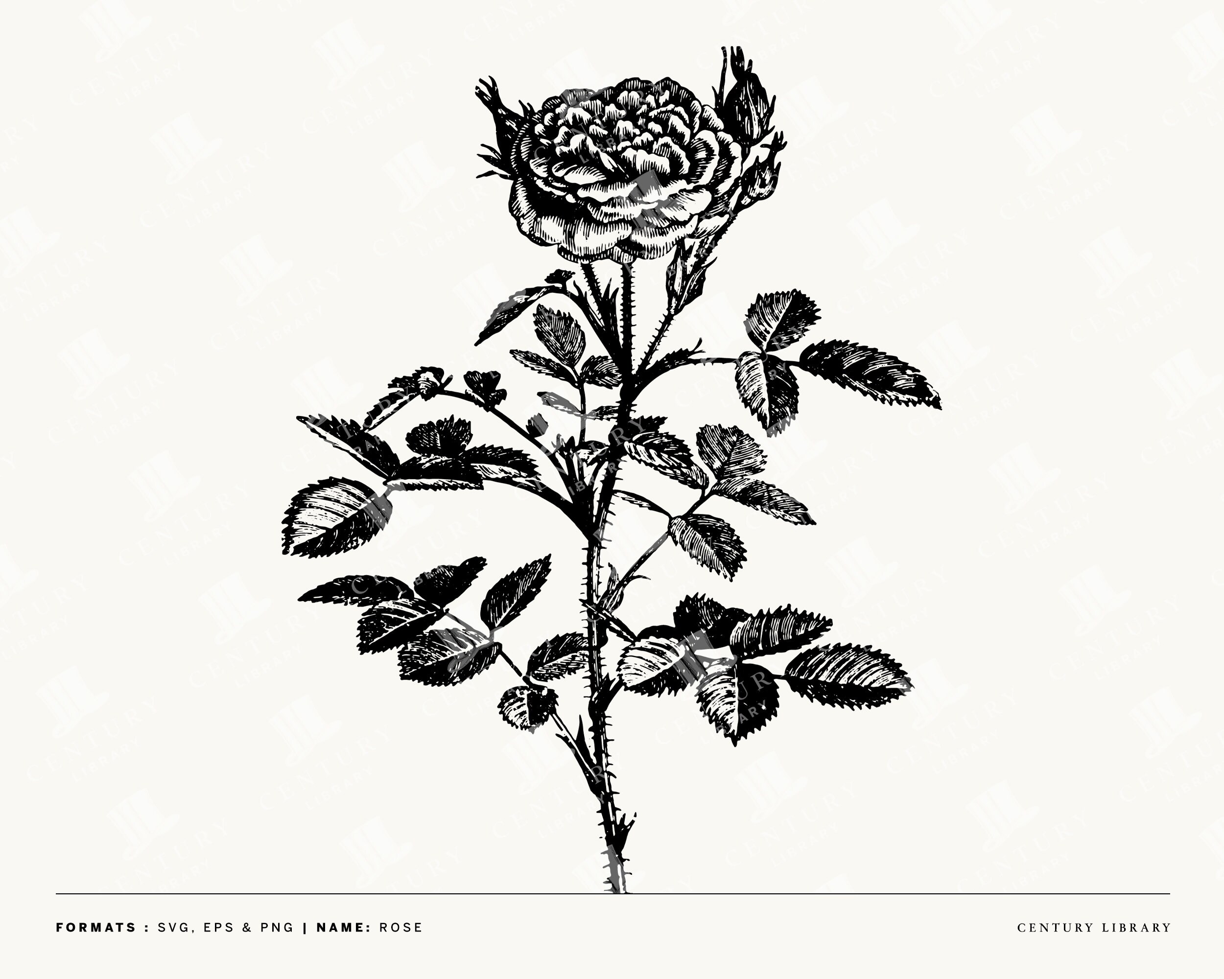 Vintage Rose SVG Line Art Illustrations Also Includes EPS and PNG ...