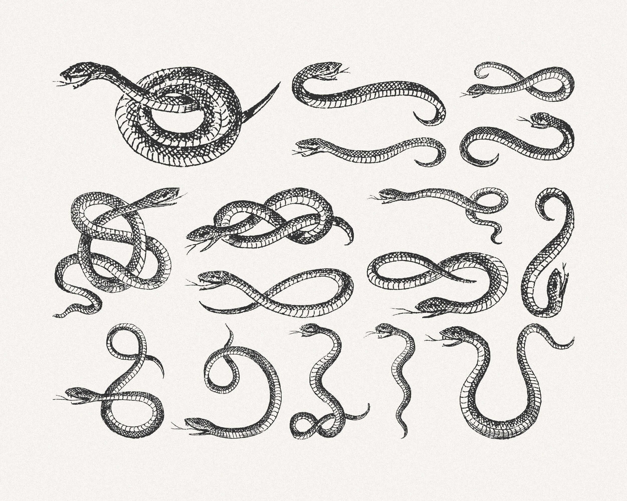 Vintage Snake Line Art Illustration Pack, Serpent PNG Clipart Set ...