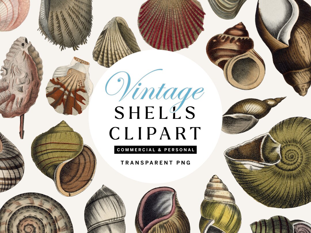 Vintage Shells PNG Clipart, Transparent Illustration Pngs, Set of 20 ...