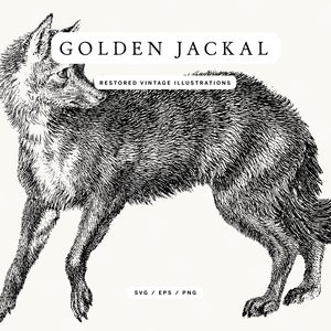Isolated Golden Jackal SVG Clipart - Downloadable Transparent PNG ...
