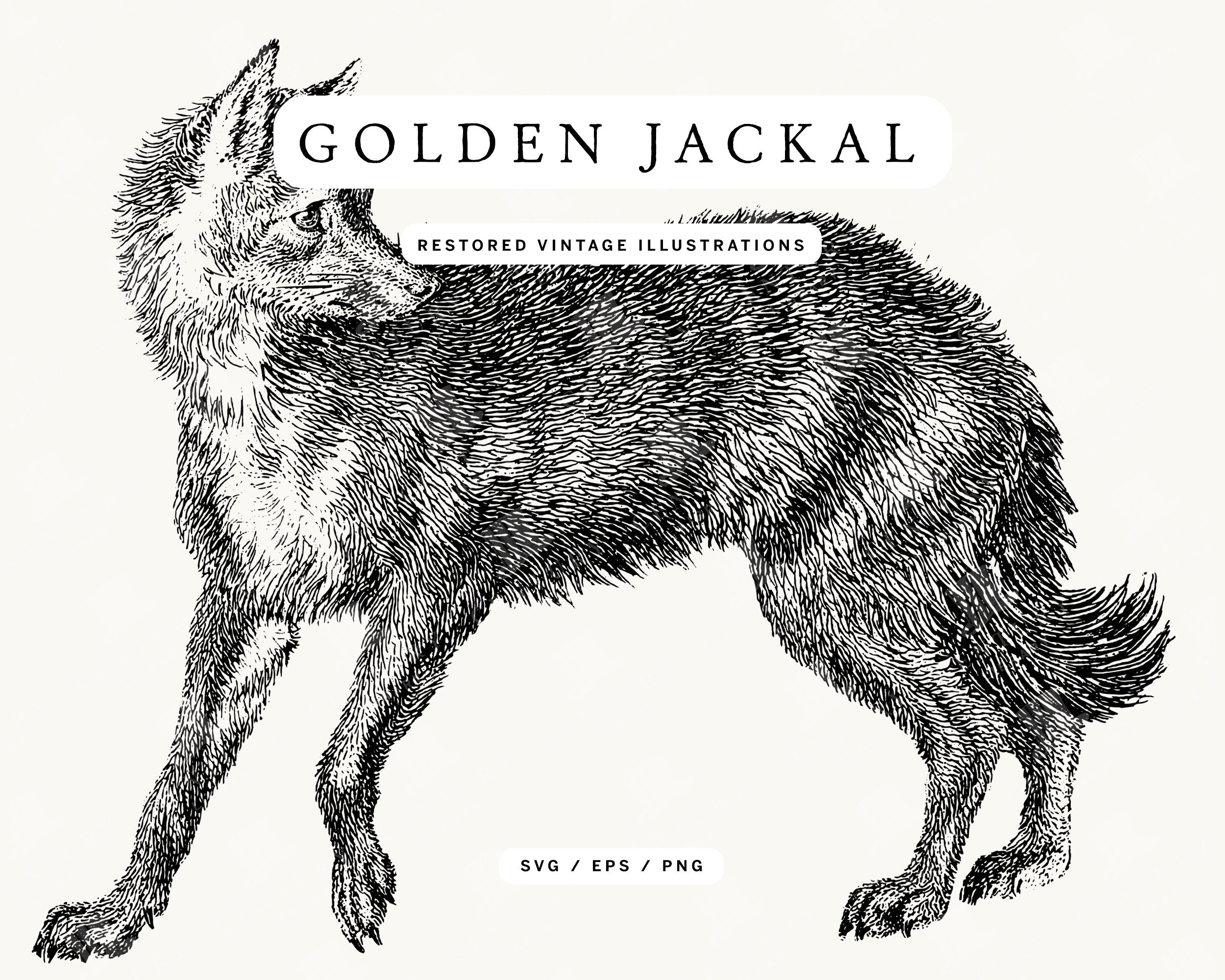 Isolated Golden Jackal SVG Clipart Downloadable Transparent PNG Format ...