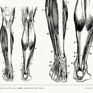 Set of Human Leg Clipart - Anatomy Illustrations in PNG, SVG, and EPS ...
