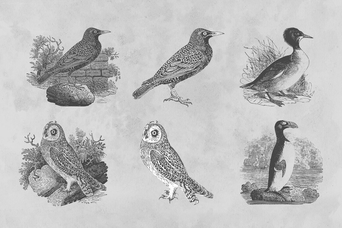 38 Vintage Engravings of Birds vector JPG and PNG Included - Etsy