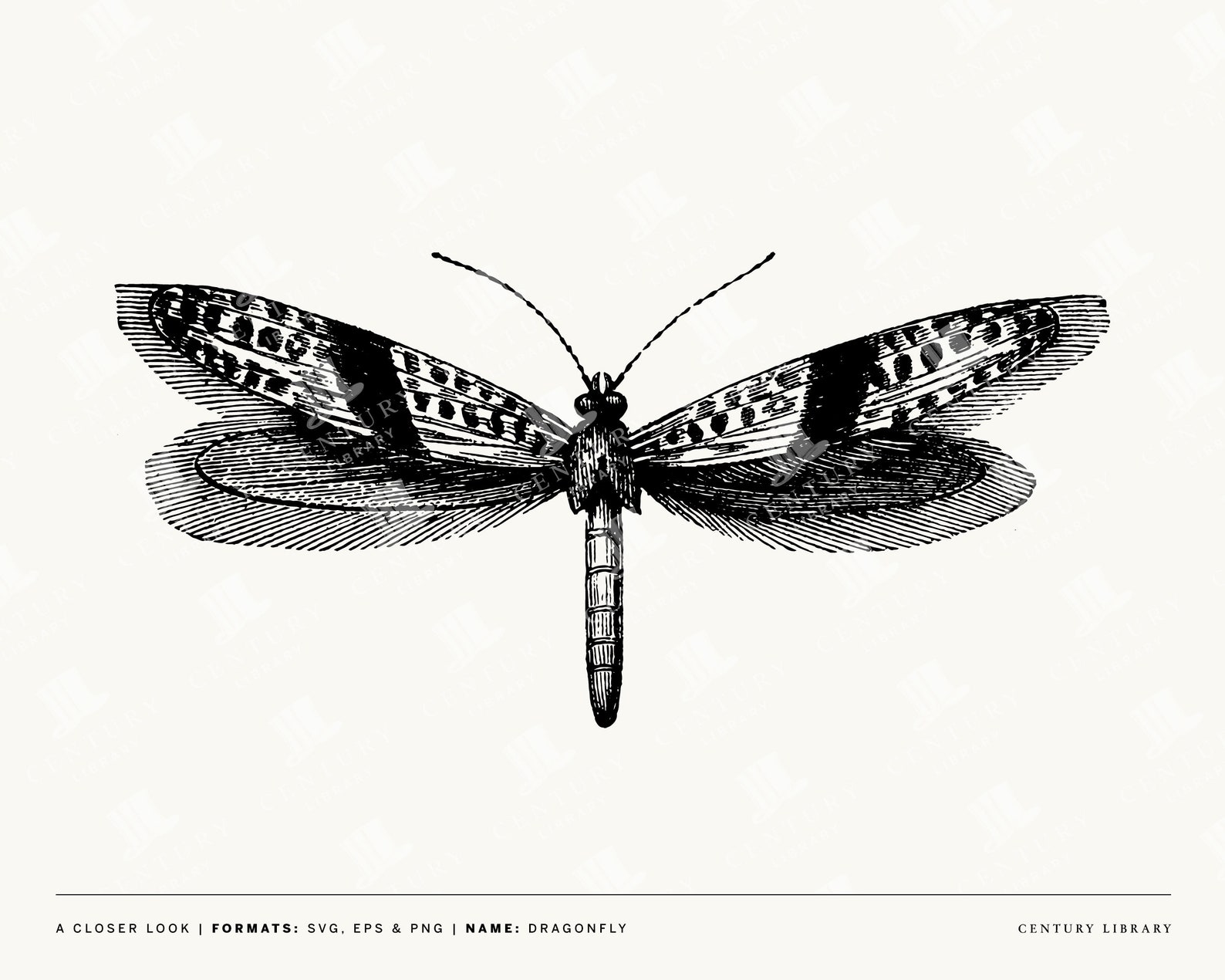 Set of Vintage Insect Clip Art Illustrations in SVG, EPS, and PNG ...