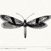 Set of Vintage Insect Clip Art Illustrations in SVG, EPS, and PNG ...