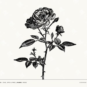 Vintage Rose SVG Line Art Illustrations - Also Includes EPS and PNG ...