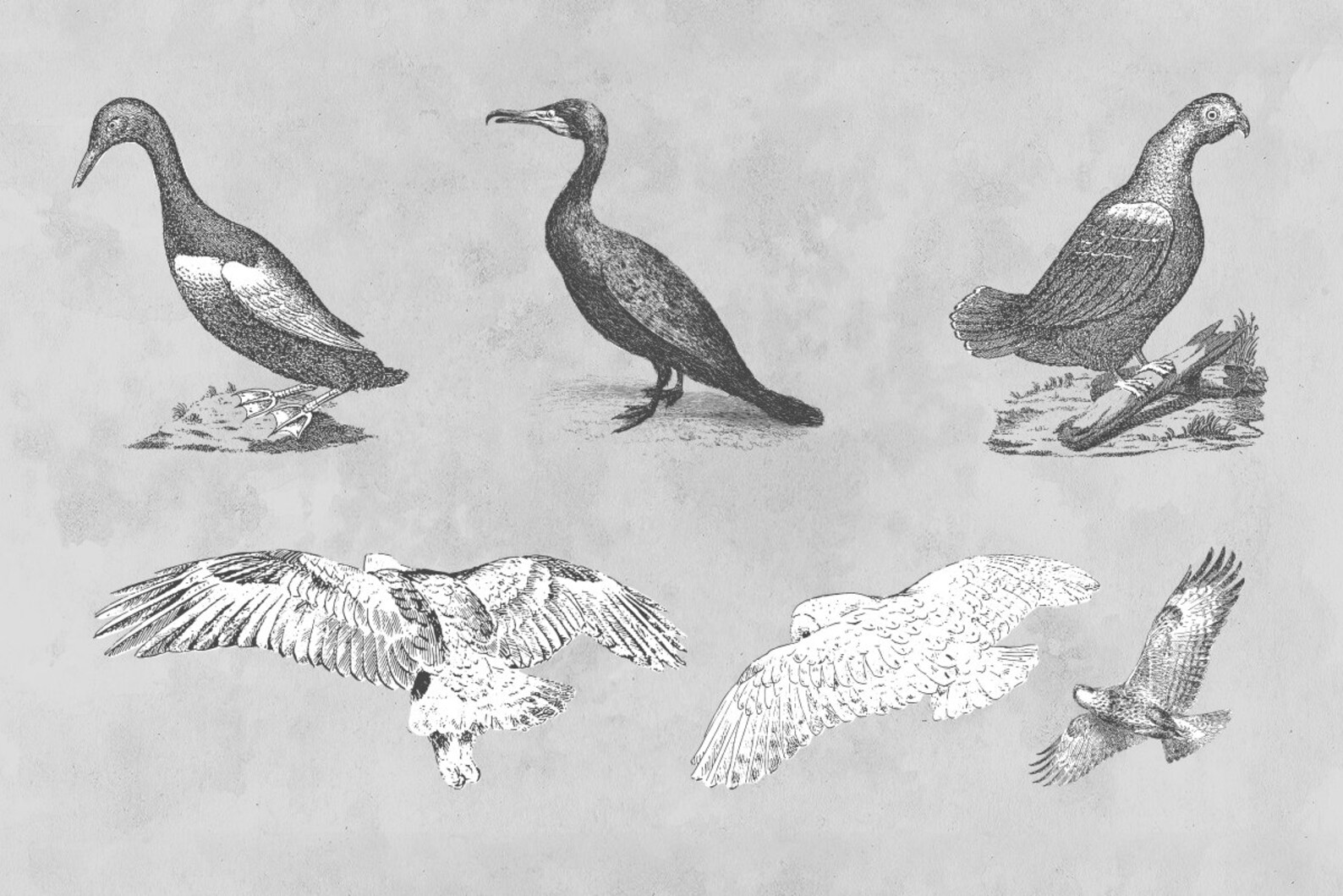 38 Vintage Engravings of Birds vector JPG and PNG Included - Etsy