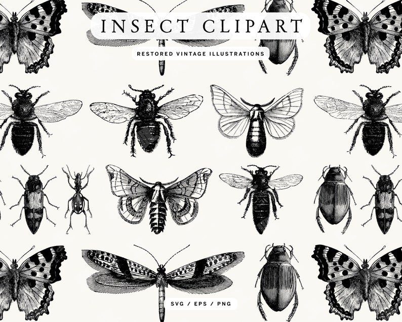 Set of Vintage Insect Clip Art Illustrations in SVG, EPS, and PNG ...