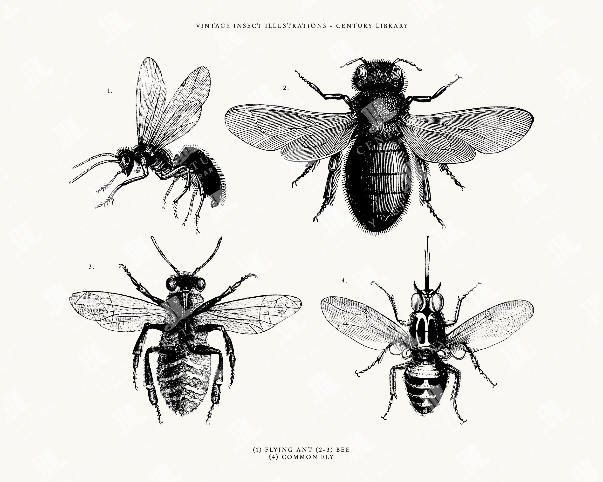 Set of Vintage Insect Line Art Illustrations in SVG, EPS, and PNG ...