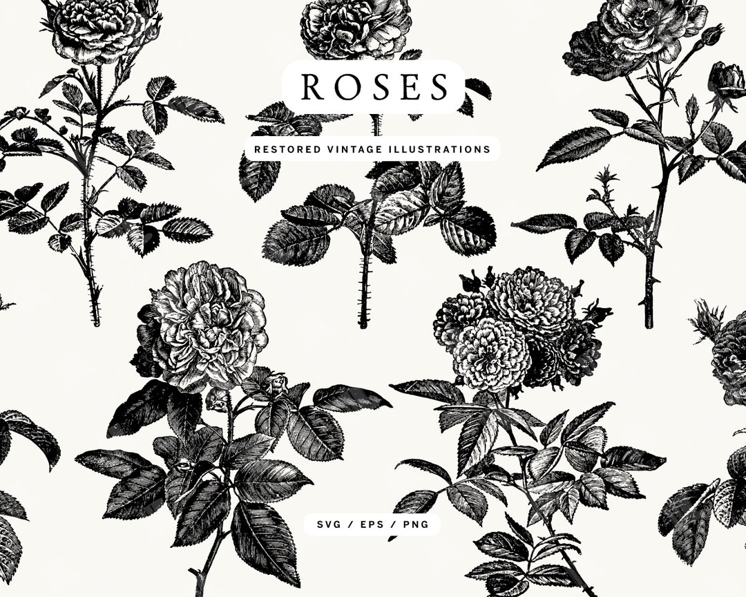 Vintage Rose SVG Line Art Illustrations - Also Includes EPS and PNG ...