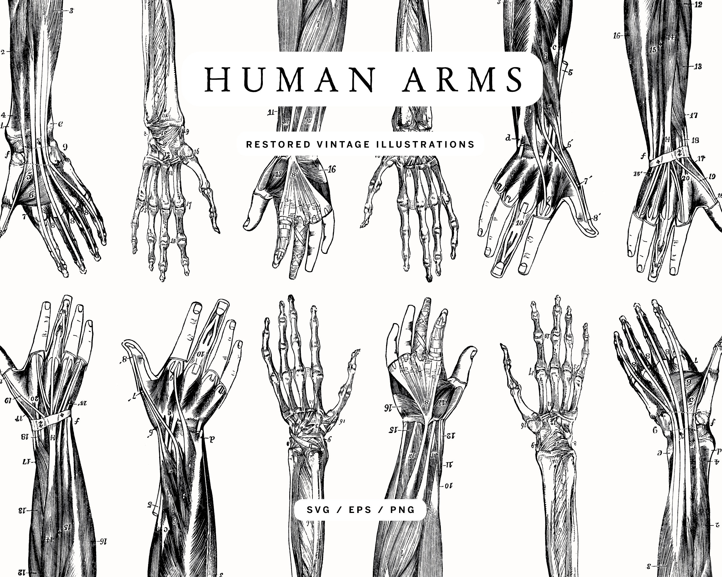Set of Human Arm Anatomy Clipart Illustrations in PNG, SVG, and EPS ...