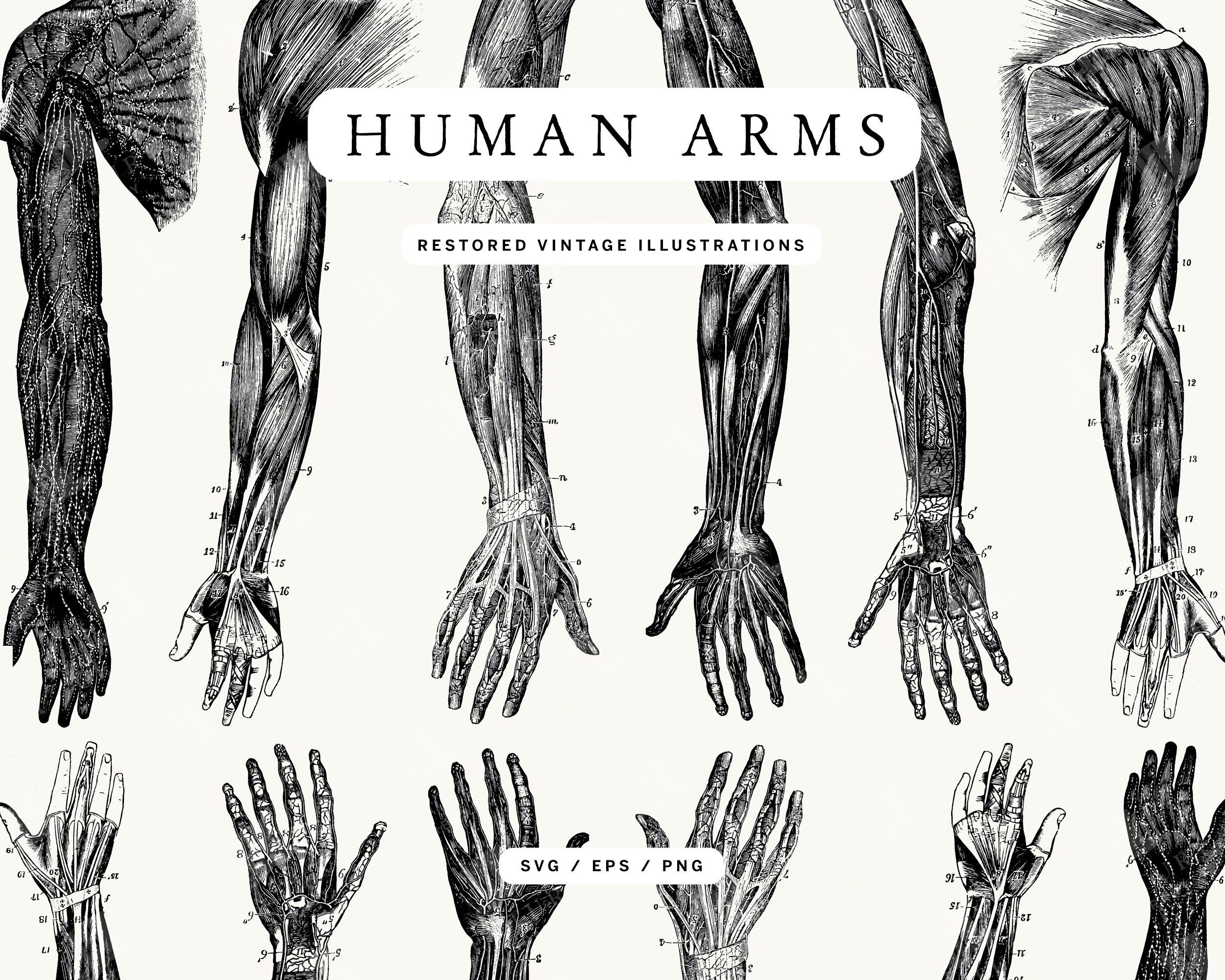 Set of Human Arm Clipart Anatomy Illustrations in PNG, SVG, and EPS ...
