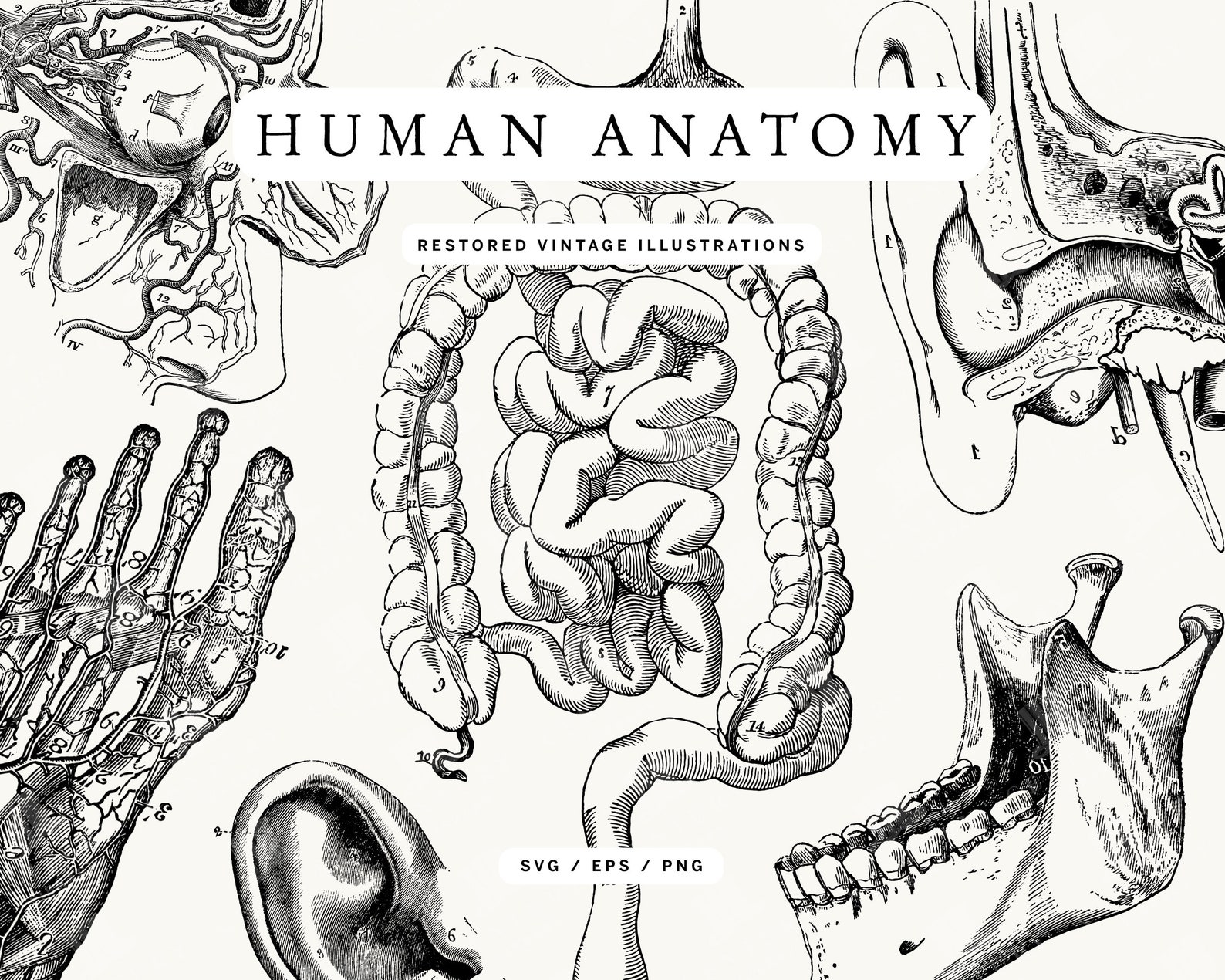 Human Anatomy Clipart - Isolated PNG and SVG Lineart Medical ...