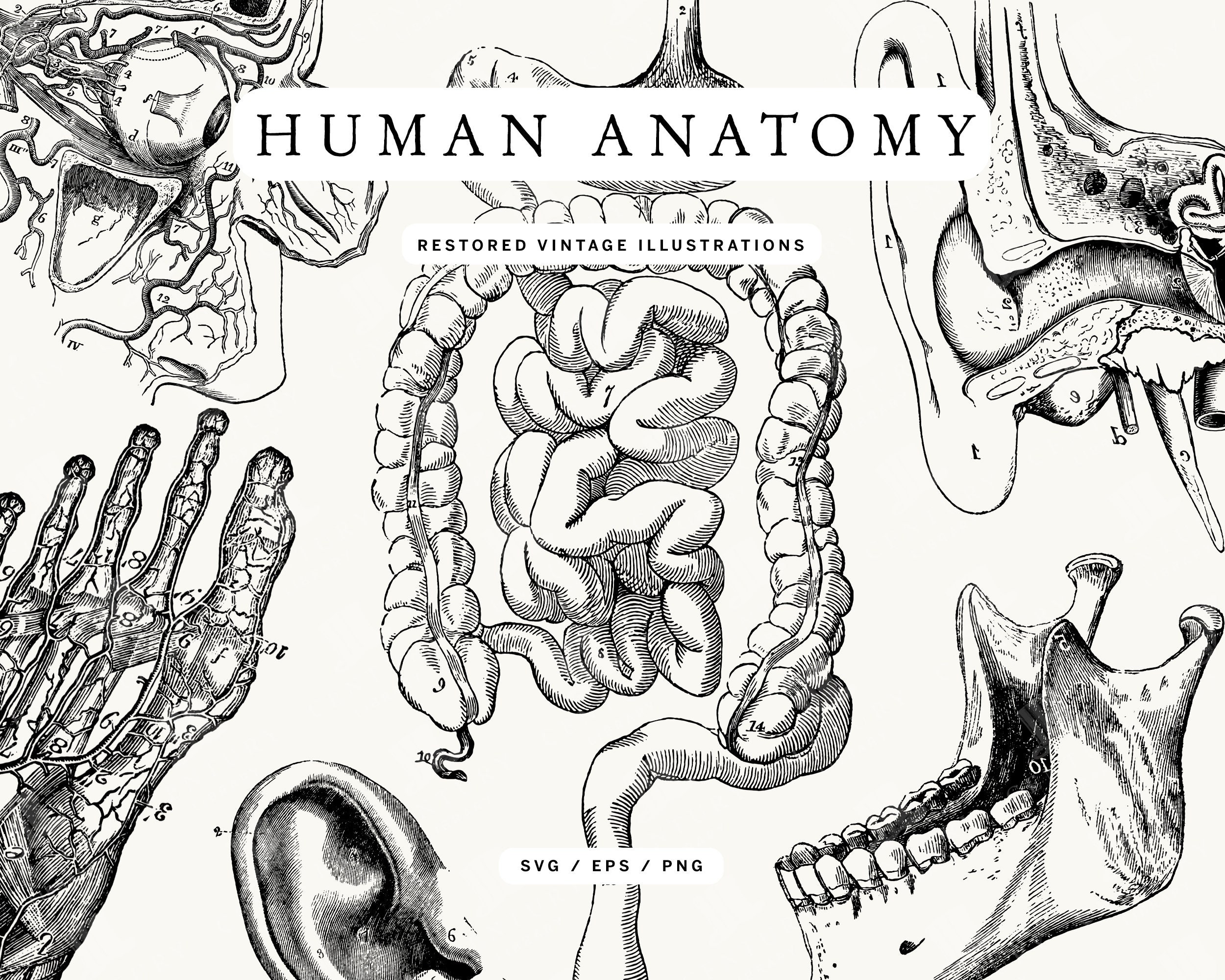 Human Anatomy Clipart - Isolated PNG and SVG Lineart Medical Illustrations - Etsy