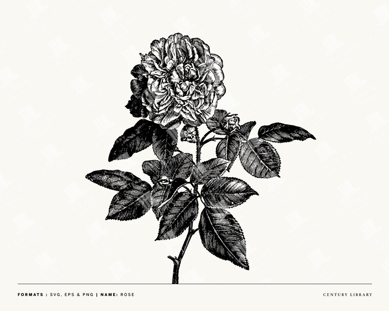 Vintage Rose SVG Line Art Illustrations Also Includes EPS and PNG ...