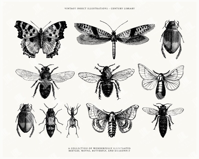Set of Vintage Insect Clip Art Illustrations in SVG, EPS, and PNG ...