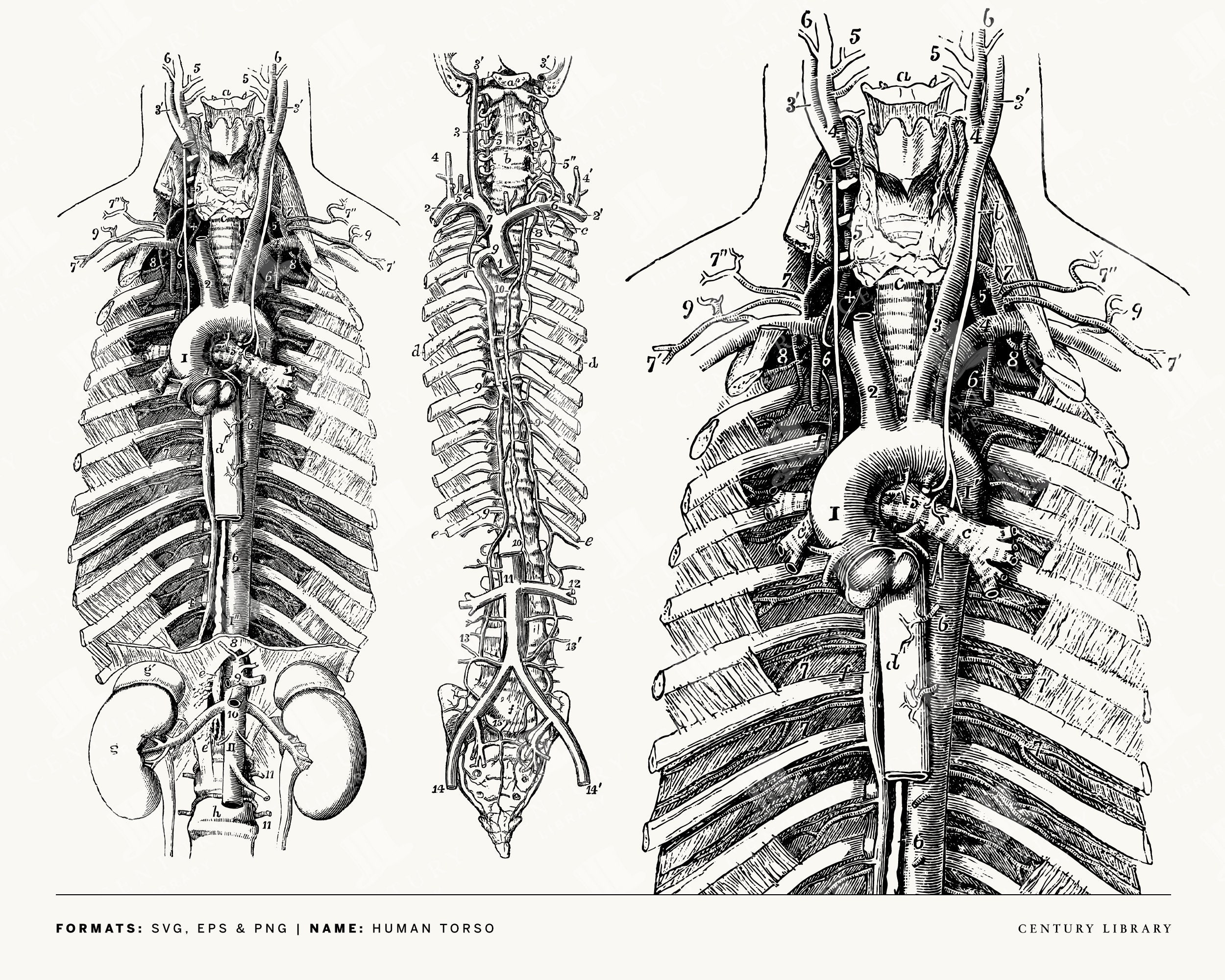 Human Spine and Ribs Line Art Illustrations - Vintage Anatomy Clipart ...