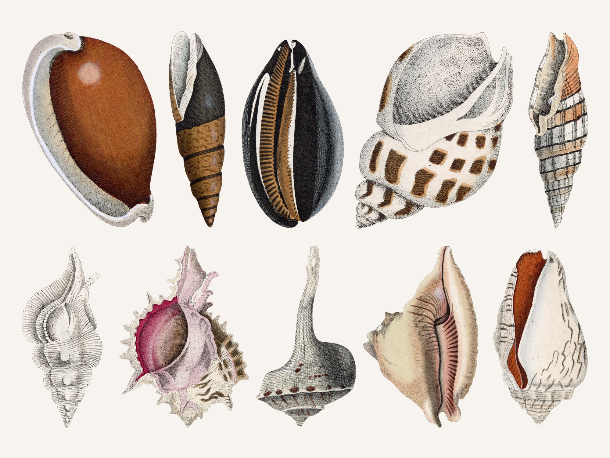 Vintage Shell PNG Clipart Transparent PNG Seaside - Etsy