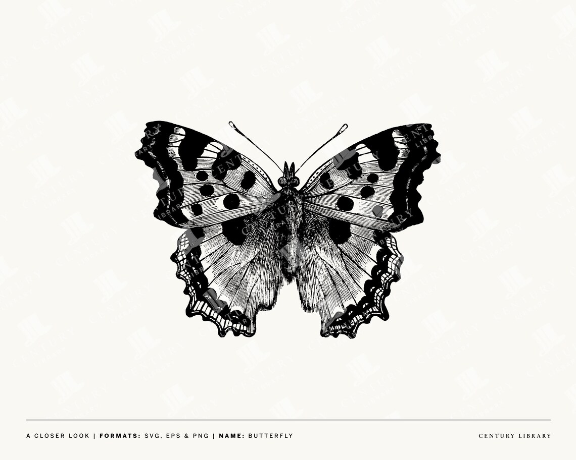 Set of Vintage Insect Clip Art Illustrations in SVG, EPS, and PNG ...