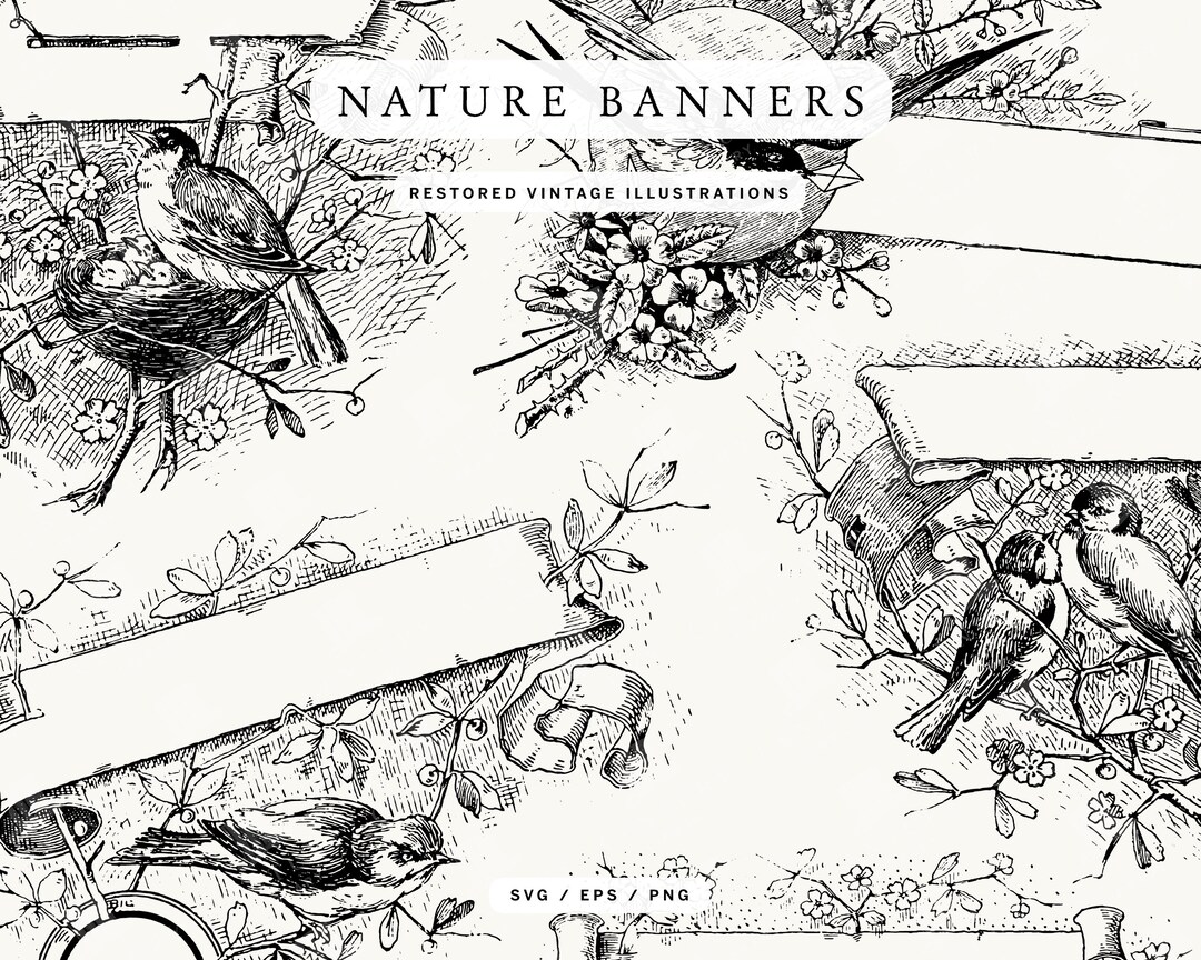 Vintage Nature Inspired Banners & Scroll Isolated Illustrations (PNG ...