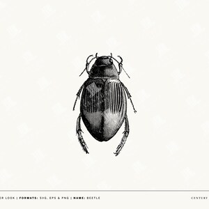 Set of Vintage Insect Clip Art Illustrations in SVG, EPS, and PNG ...