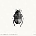 Set of Vintage Insect Clip Art Illustrations in SVG, EPS, and PNG ...