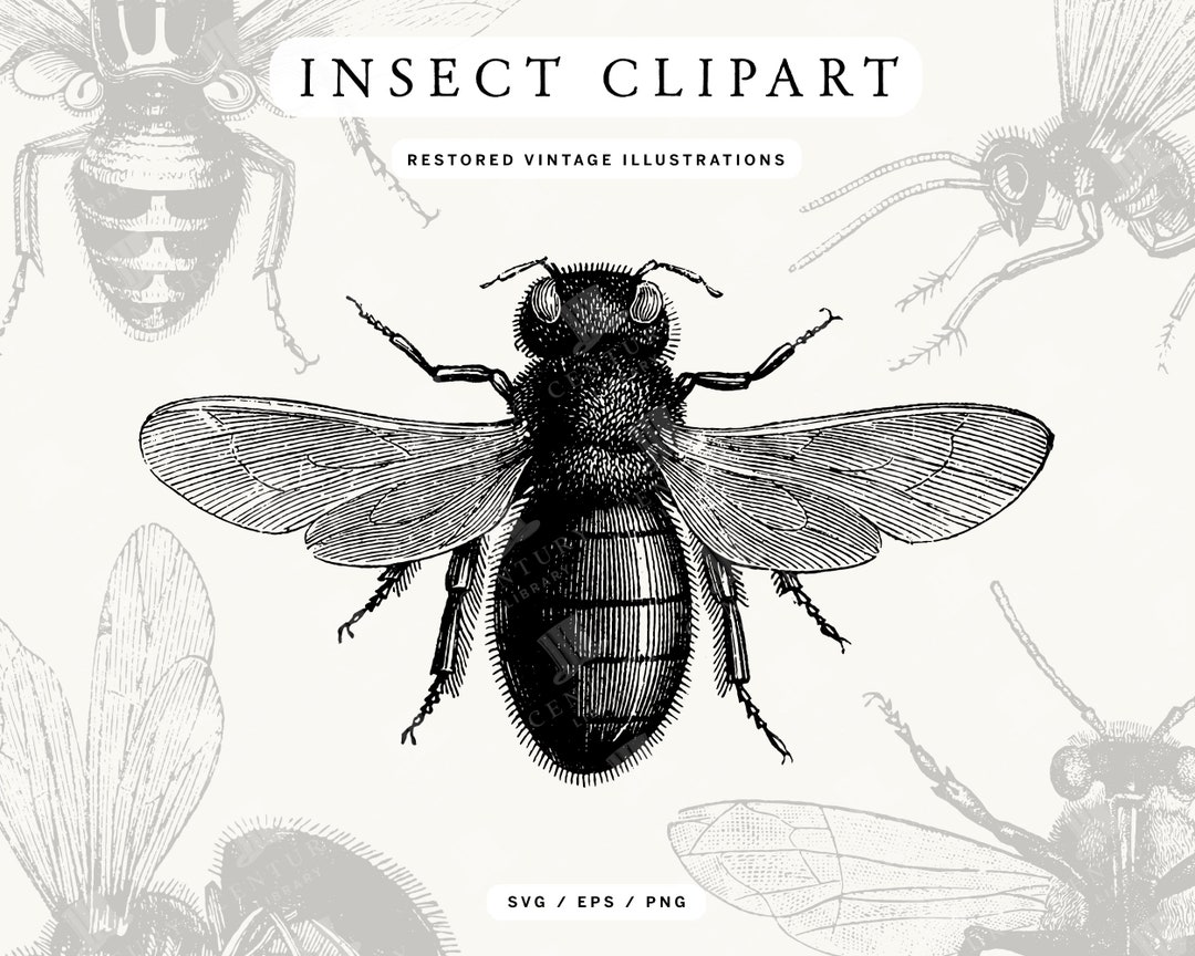 Set of Vintage Insect Line Art Illustrations in SVG, EPS, and PNG ...
