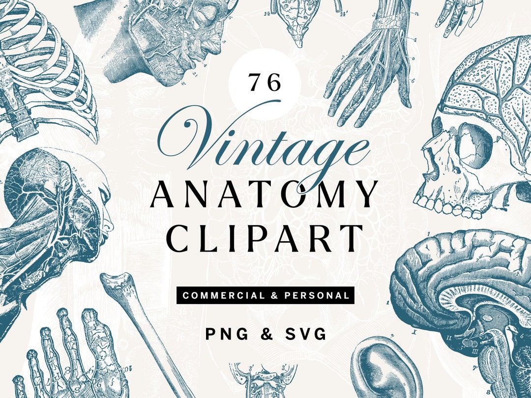 Anatomy and Skeleton PNG Clipart Bundle, Vintage Skull SVG ...