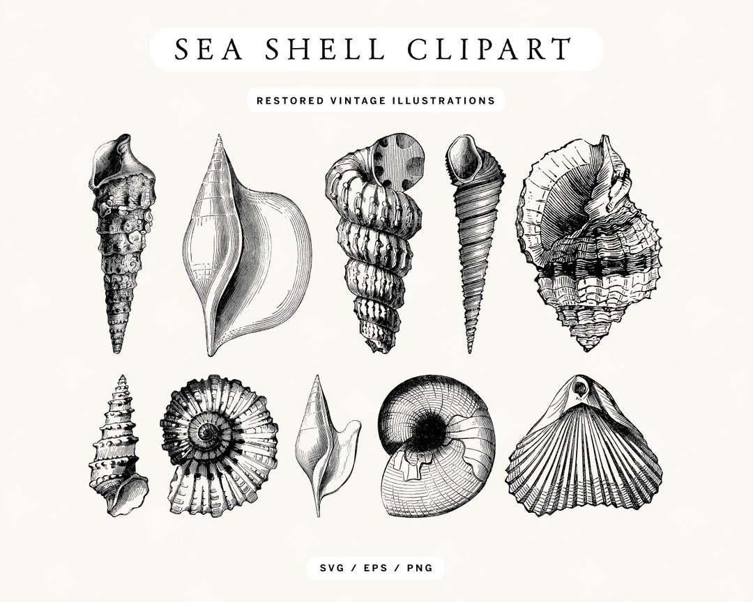 Vintage Sea Shell Line Art Illustrations: Nautical Clipart (PNG, SVG ...
