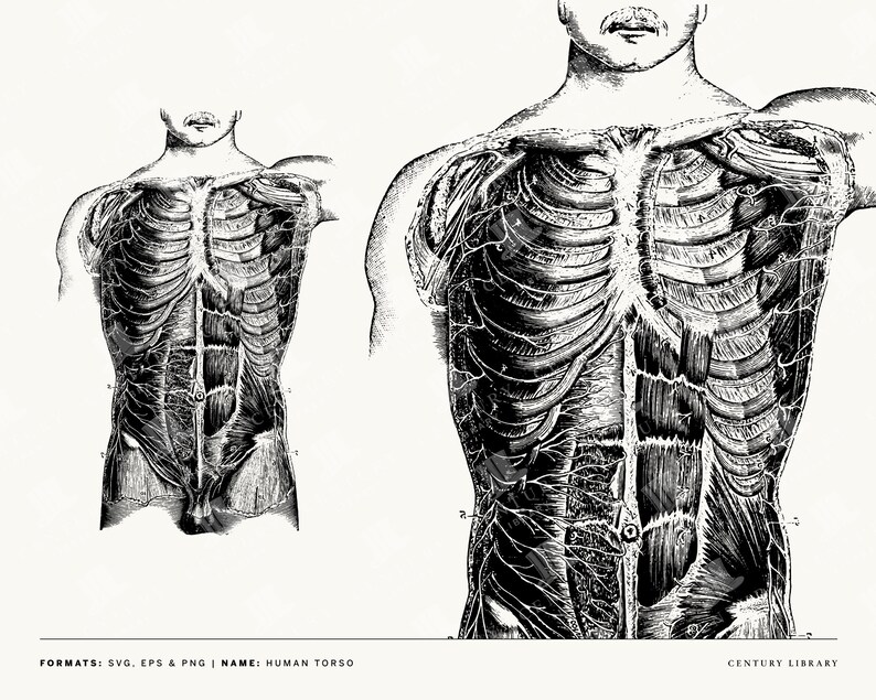 Human Spine and Ribs Line Art Illustrations - Vintage Anatomy Clipart ...