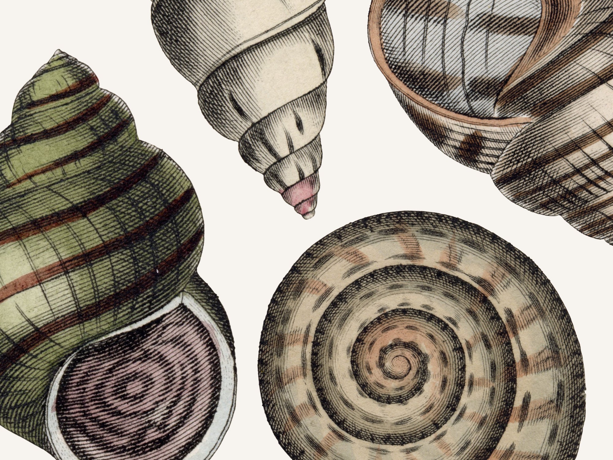 Vintage Shells PNG Clipart Transparent Illustration Pngs Set - Etsy